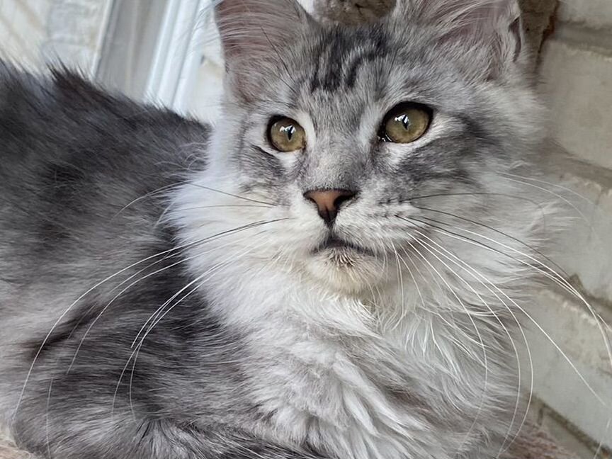 Милый серебряный котик