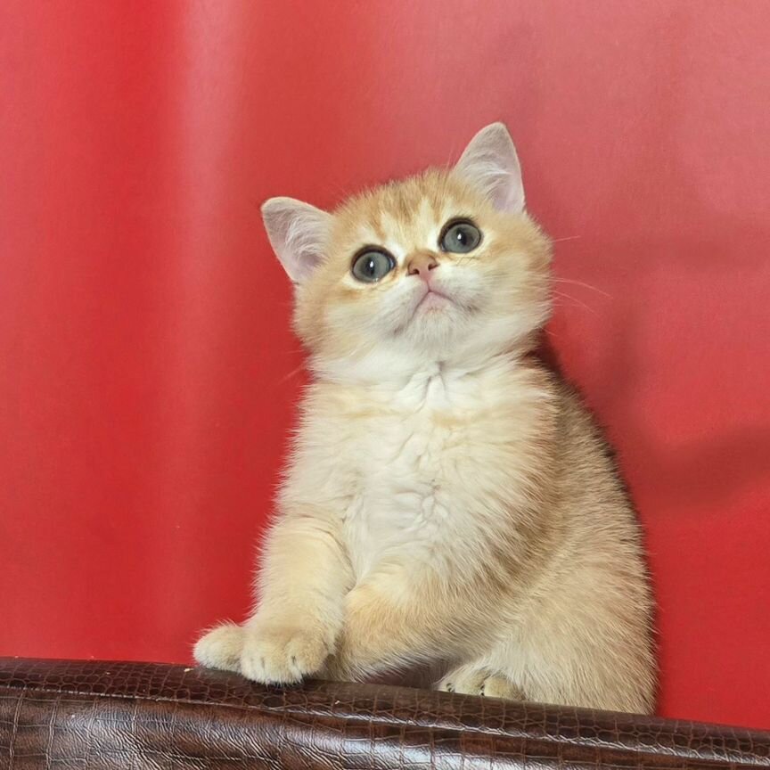 Золотая шиншилла котик
