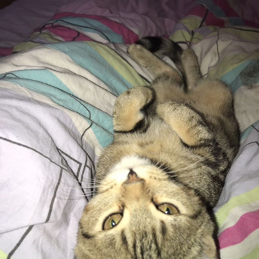 Кот для случки