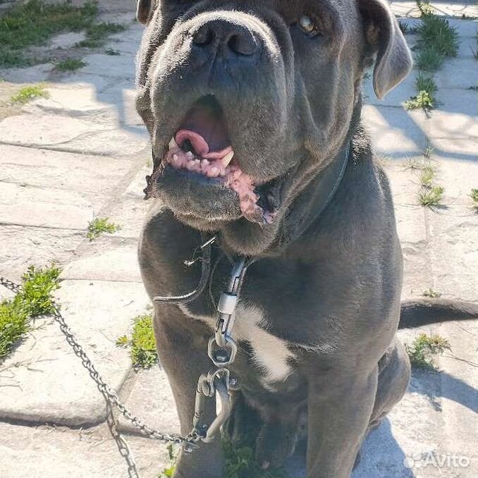 Кане Корсо бесплатно