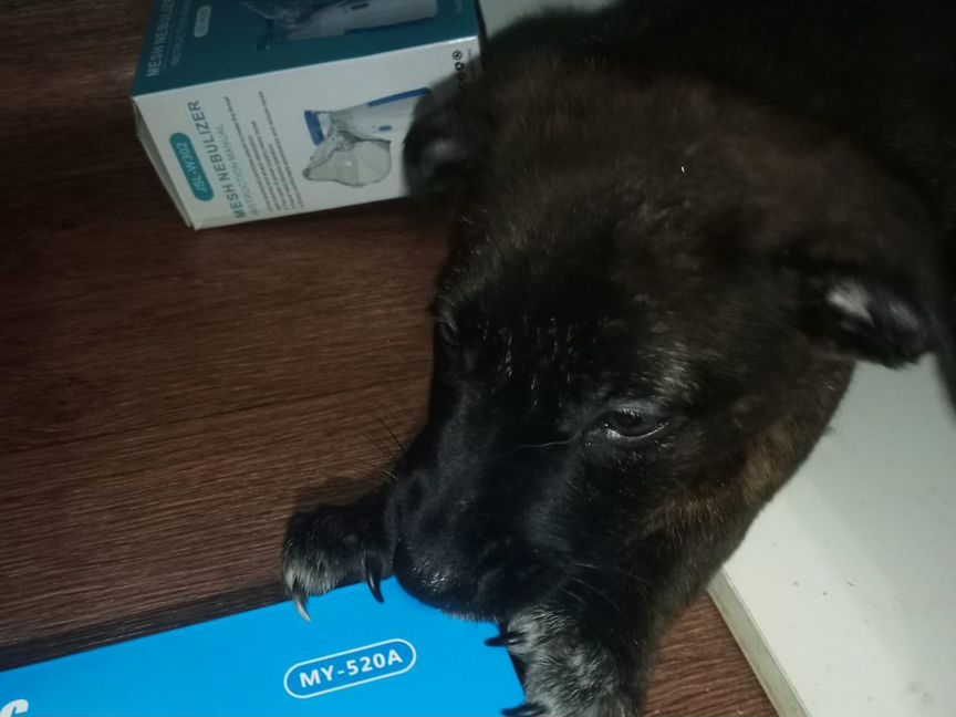 Продам стаффа