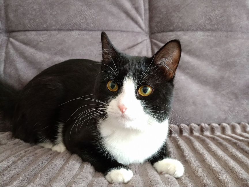 Кошка, мышелов