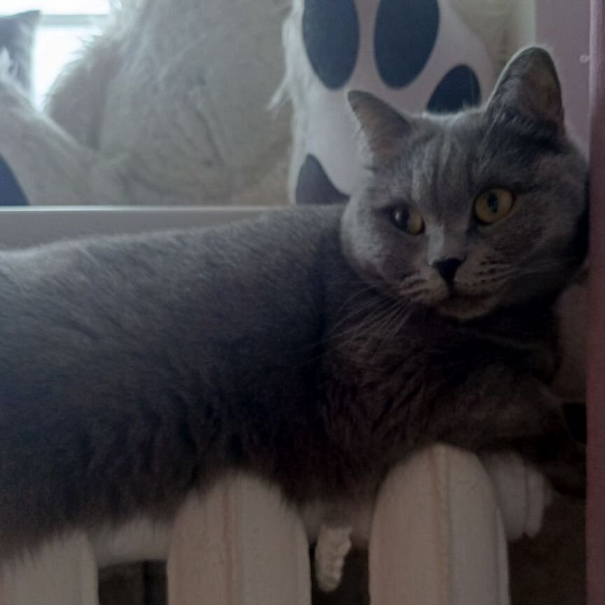 Британская короткошёрстная, взрослая кошка