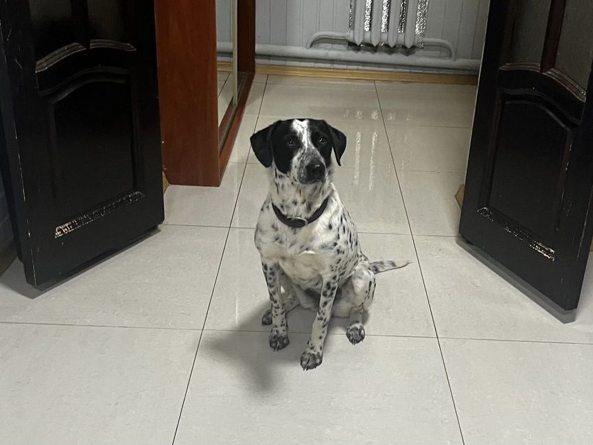 Лайма ищет дом (собака в добрые руки)