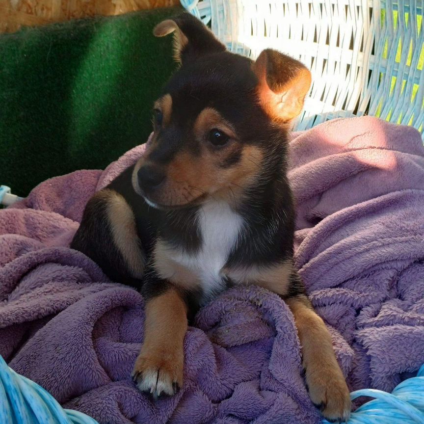 Щенок в добрые руки