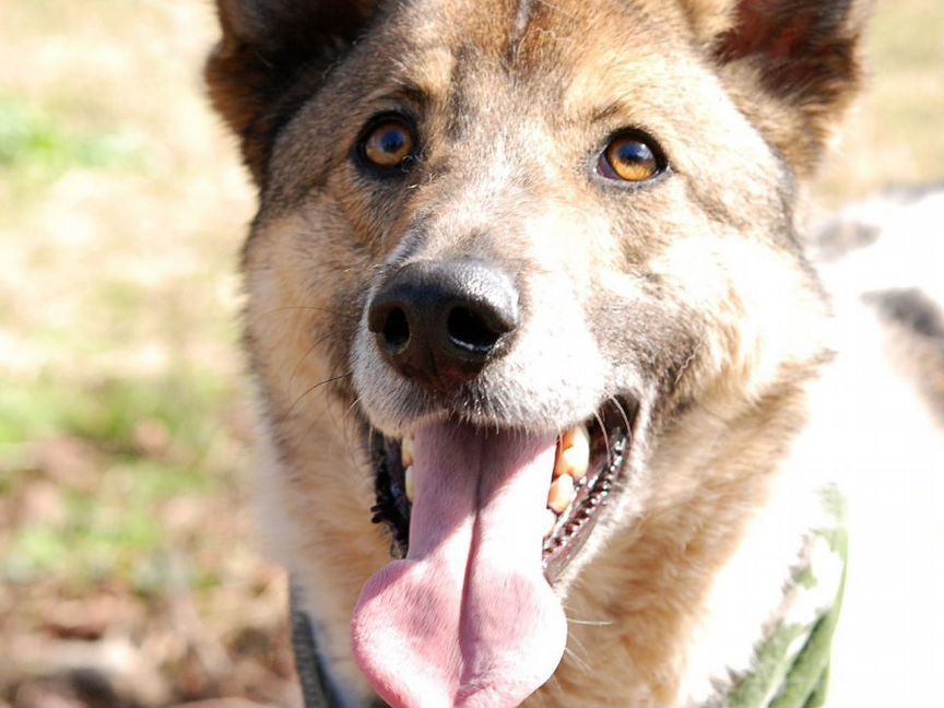 Красавец-пёс