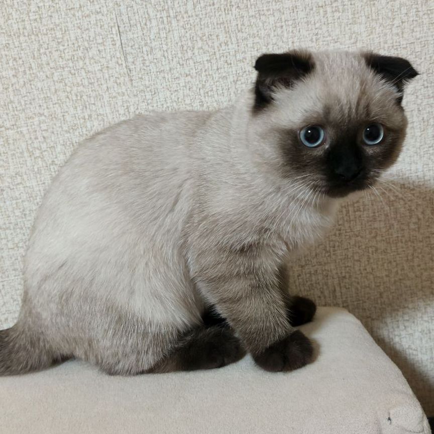 Шотландский вислоухий короткошёрстный котёнок