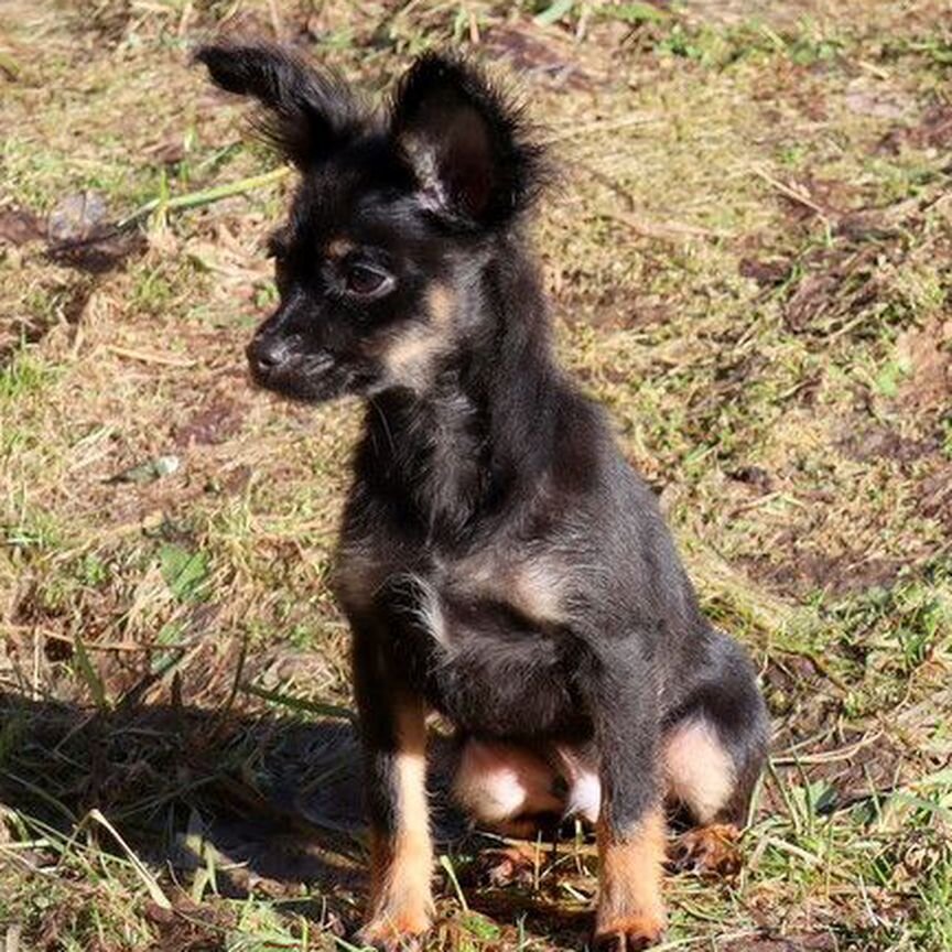 Веселый Бесенок