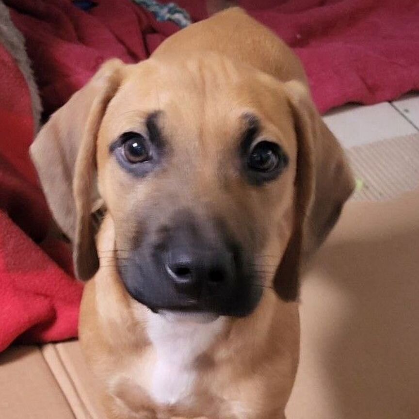 Щенок в добрые руки