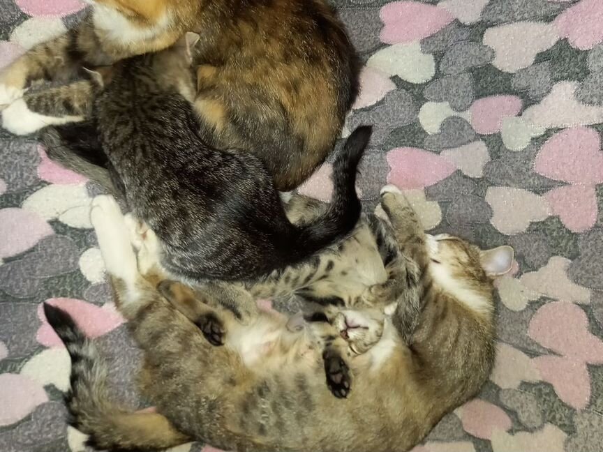 Котята в добрые руки
