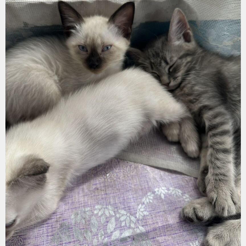 Котята