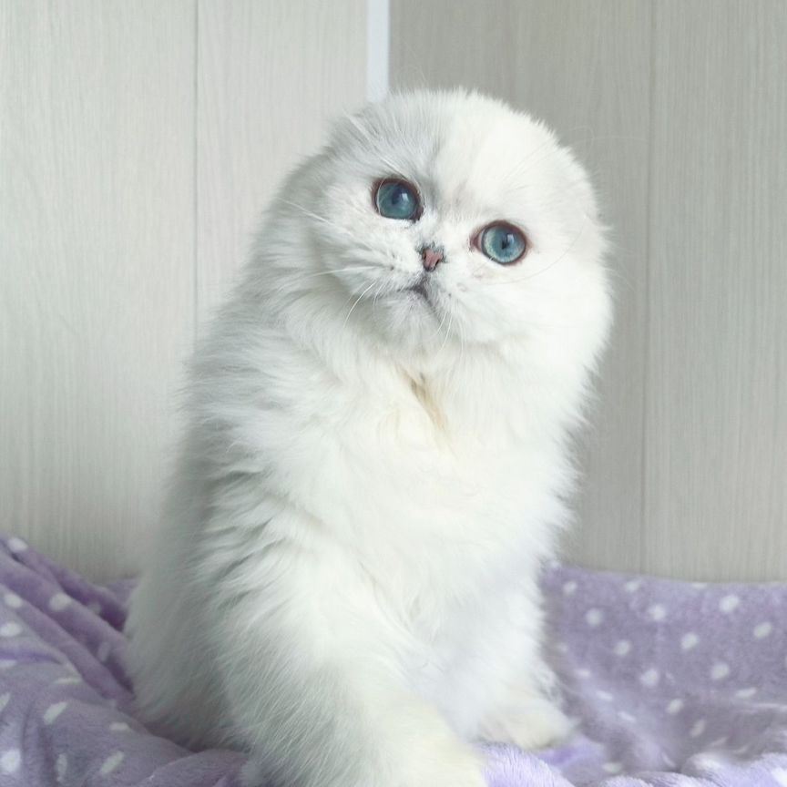 Шотландская вислоухая кошка