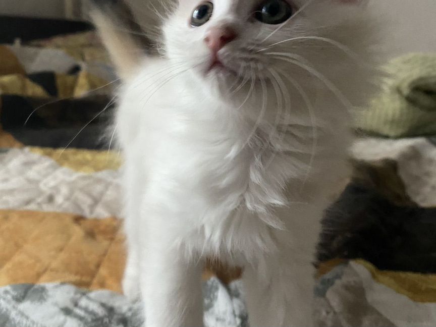 Кошечка пушистая в добрые руки