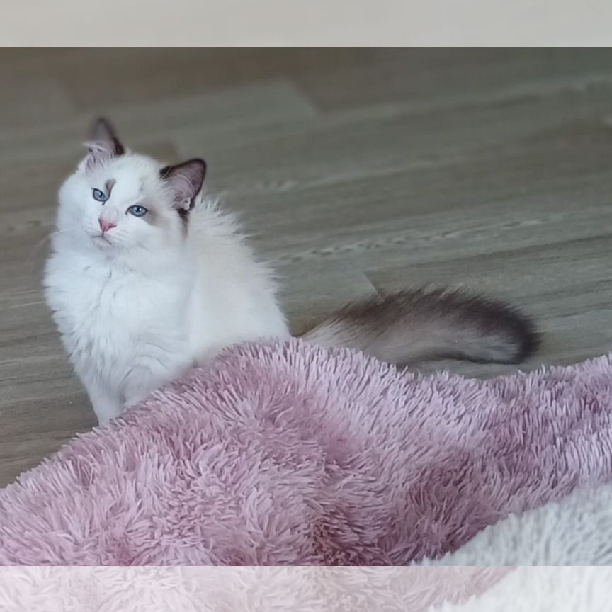 Котёнок Рэгдолл
