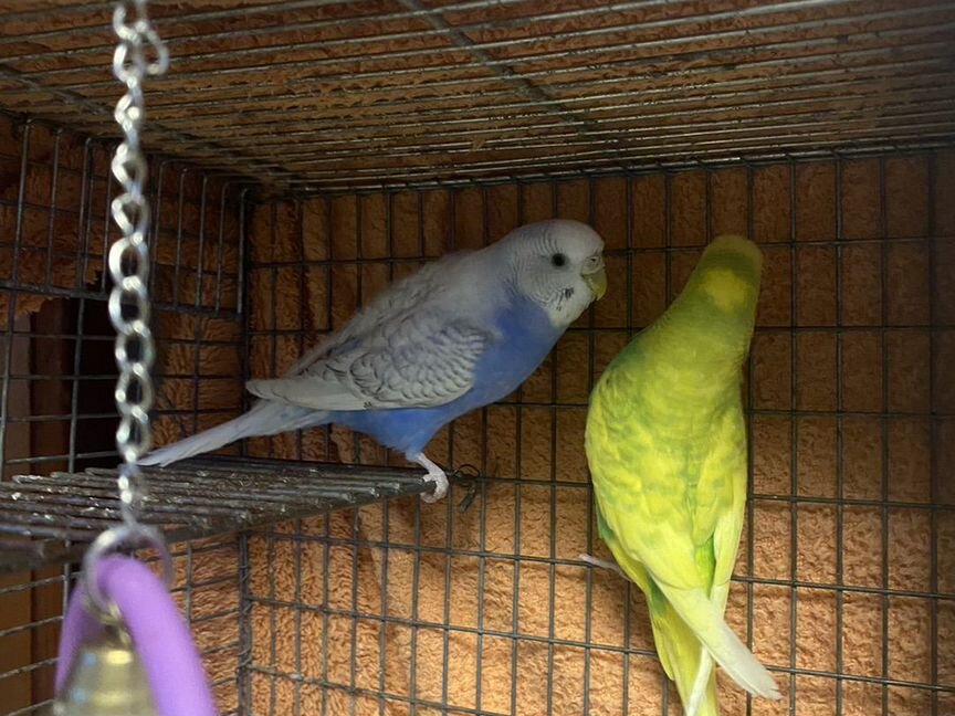 Волнистый попугай пара
