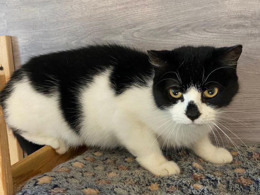 Котик на время