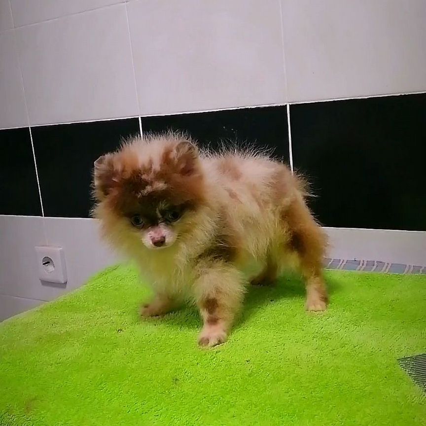 Девочка мини померанский шпиц 2,5 месяца