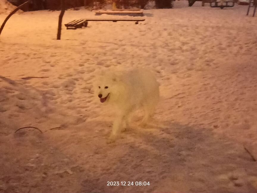 Собака ищет хозяина