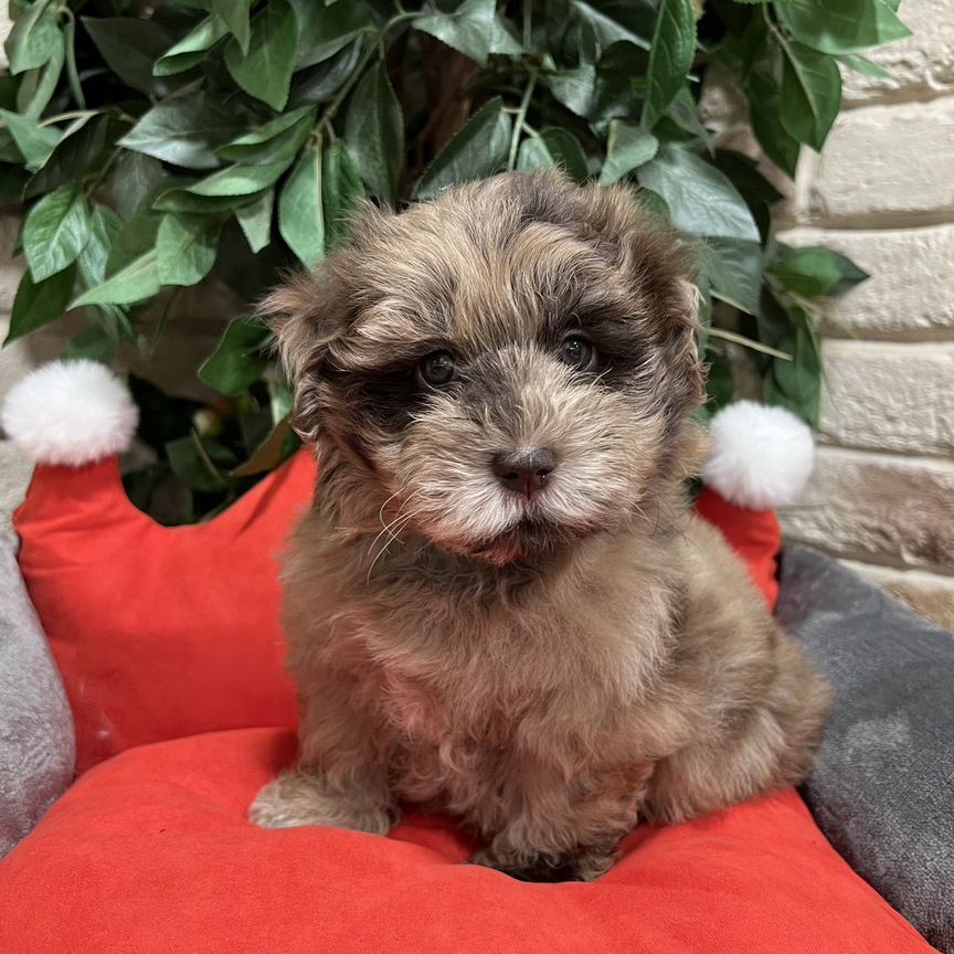 Щенки мальтипу f1 мини