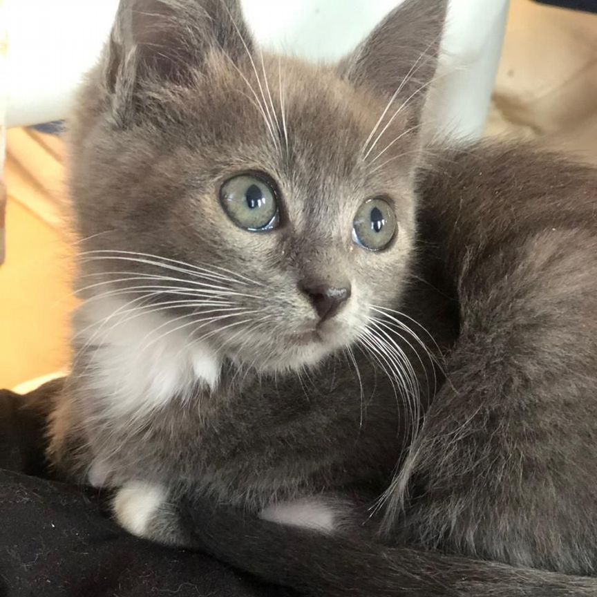 Котенок Мышка, 3 месяца