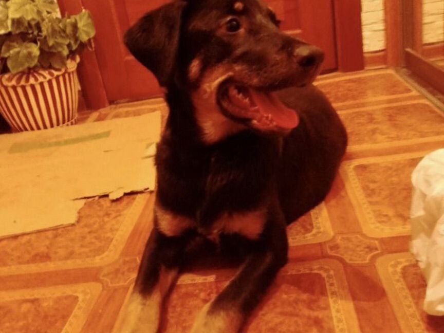 Найдена собака