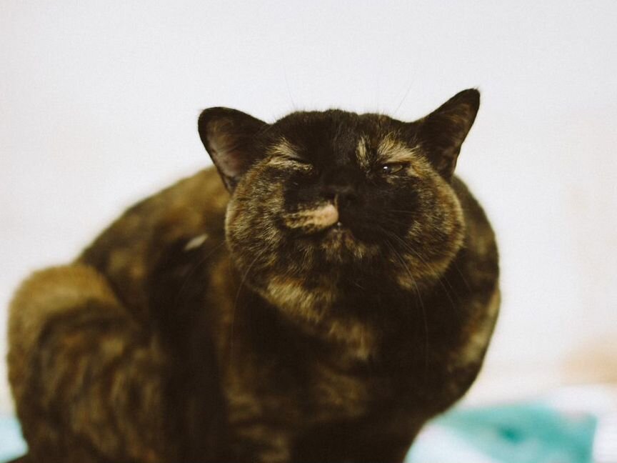 Плюшевая плюшечка ищет дом