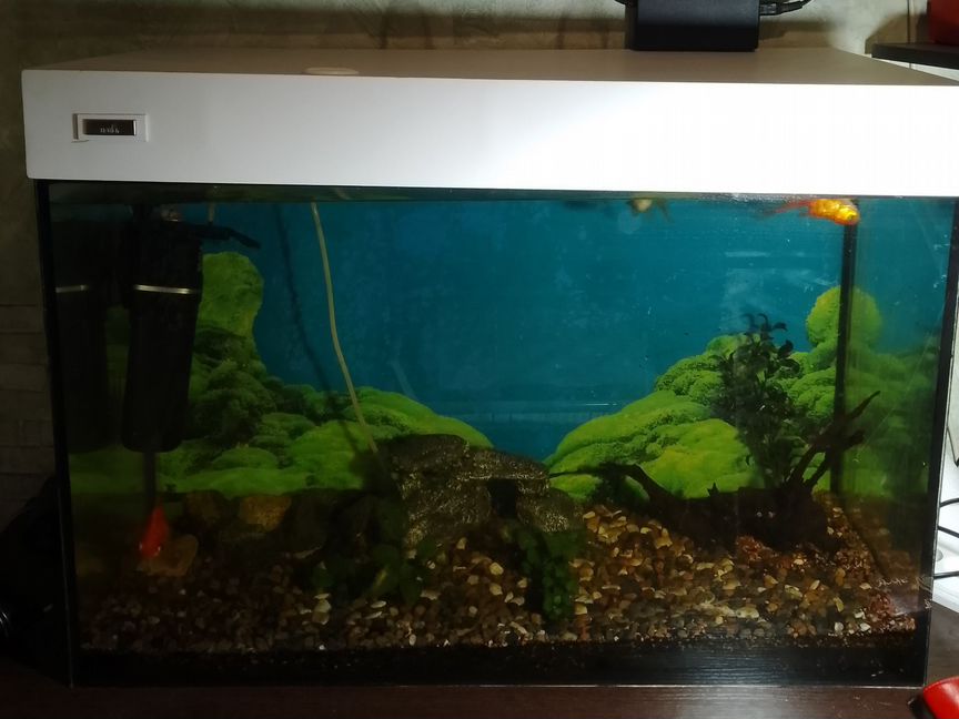 Аквариум с рыбками