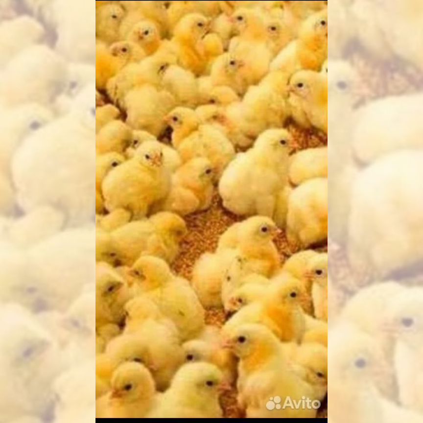 Цыплята бройлеры суточные Турция