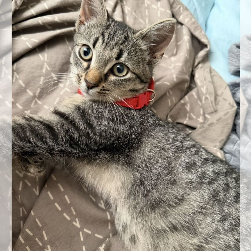 Азиатская табби котёнок