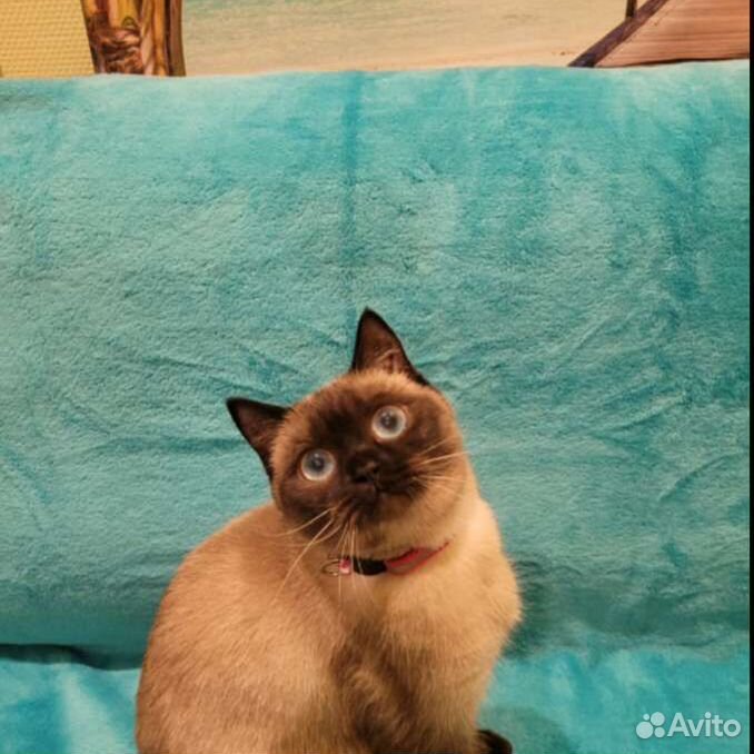 Кошечка 1.5 года шотландская бесплатно