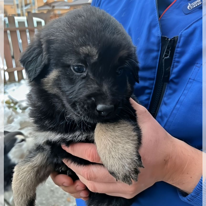 Щенок в добрые руки