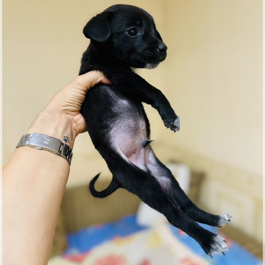 Щенки малютки ищут дом