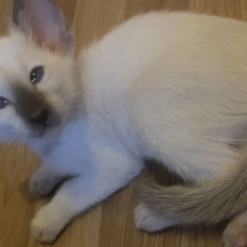 Ориентальная девочка