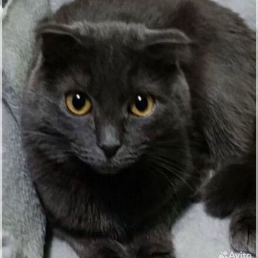 Шотландская вислоухая длинношёрстная, взрослая кошка