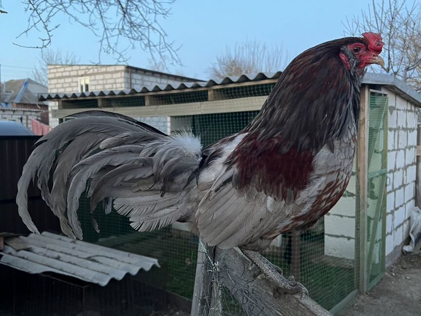 Петухи разных пород