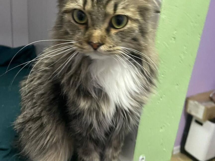Вислоухий котенок Винни