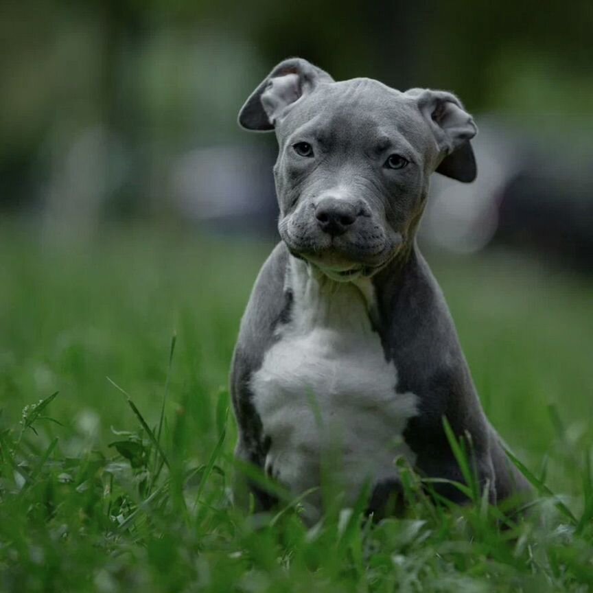 Ам. Стафф кобель