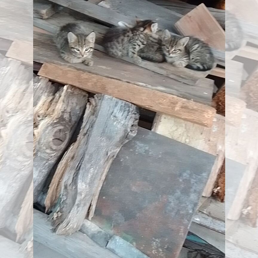 Котята