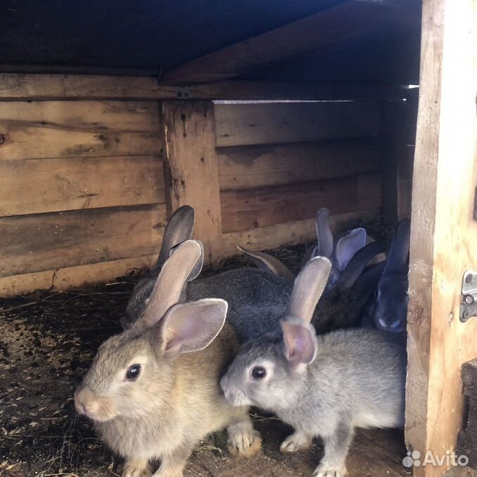 Продам крольчать