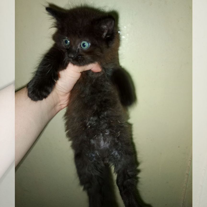 Сибирский котёнок