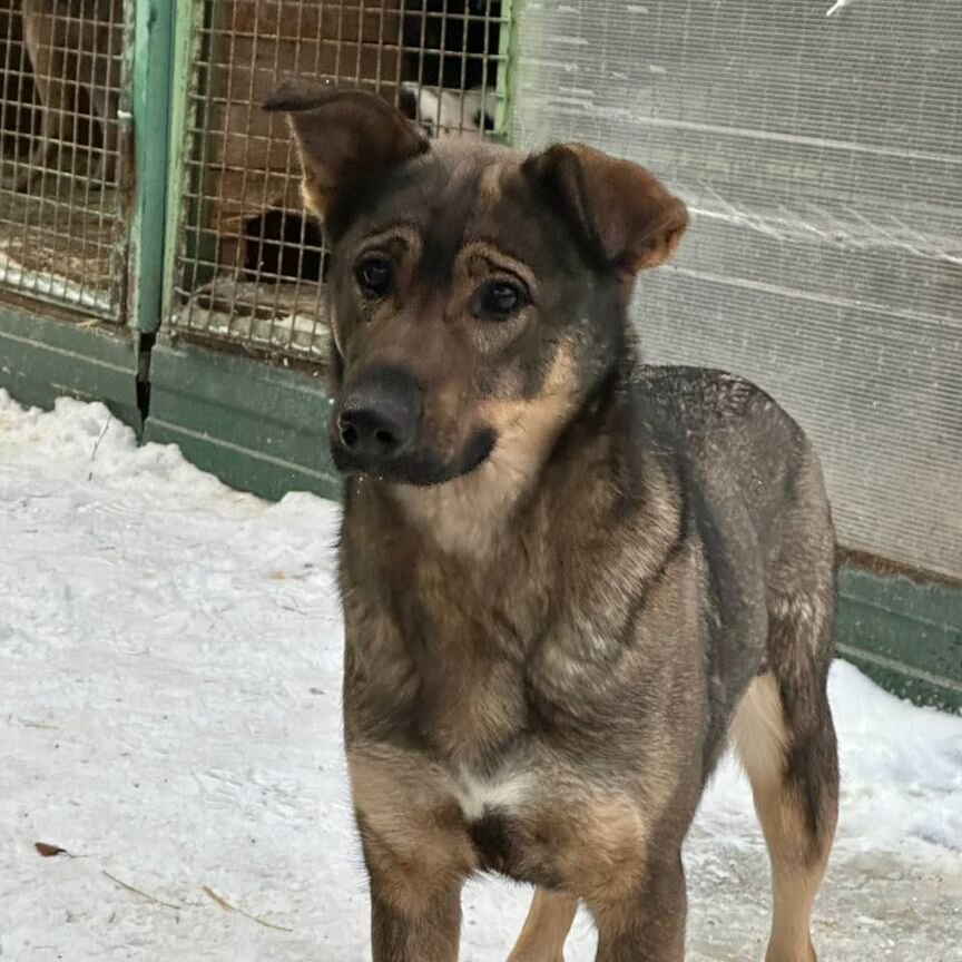 Собаке трудно в приюте. Скромная Лили в дар