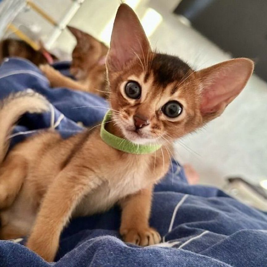 Аббисинские котята
