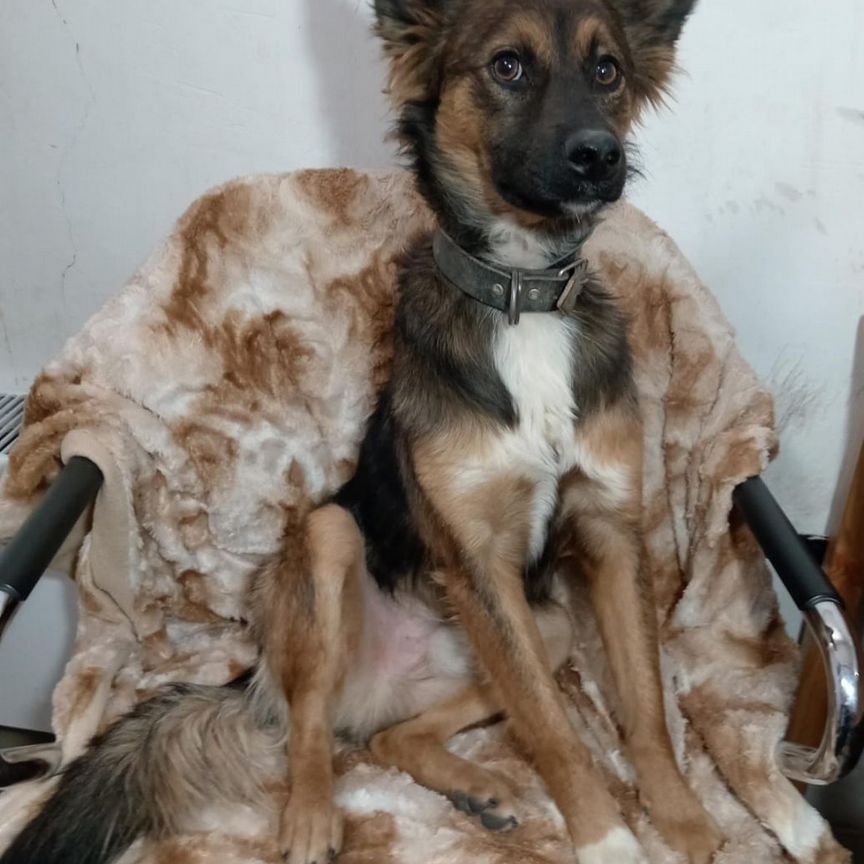 Собака