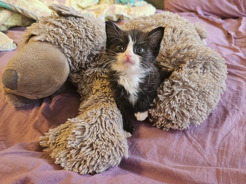 Котёнок в добрые руки