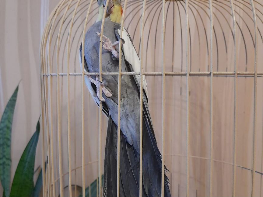 Попугай Карелла