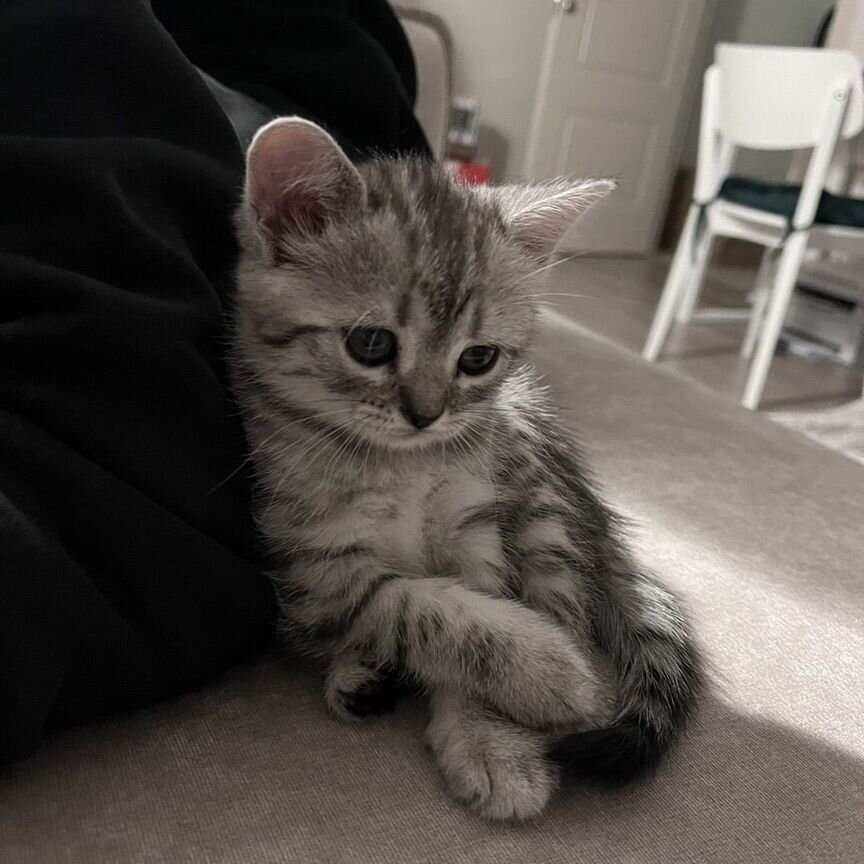 Кошечка 1,5 месяц