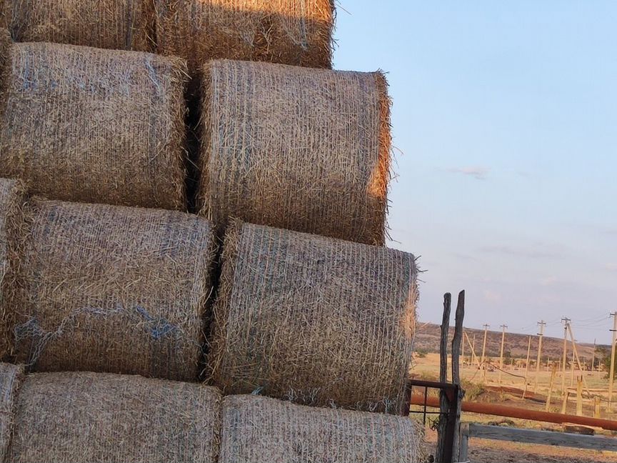 Солома гороховая