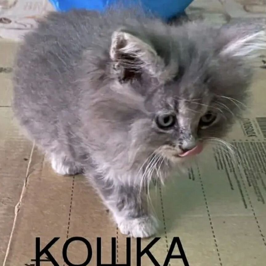 Котёнок в добрые руки