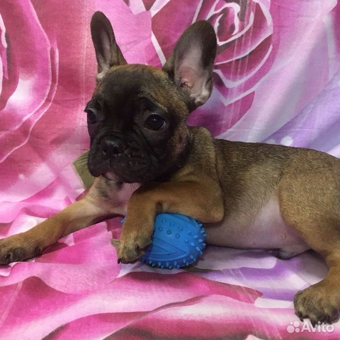 Французский бульдог - разноцветные щеночки для Вас