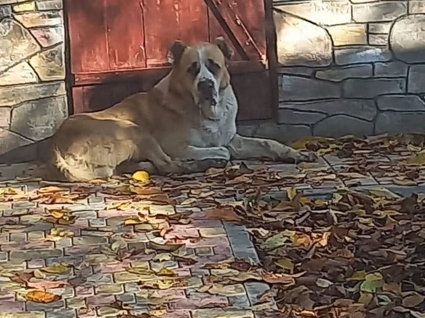 Кобель сао Вязка